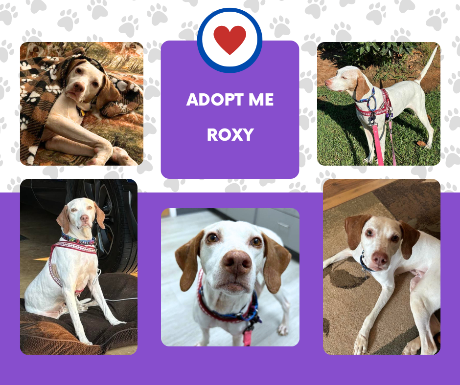 Roxy in North Carolina (10 y.o. Female) – Pointer Rescue Organization