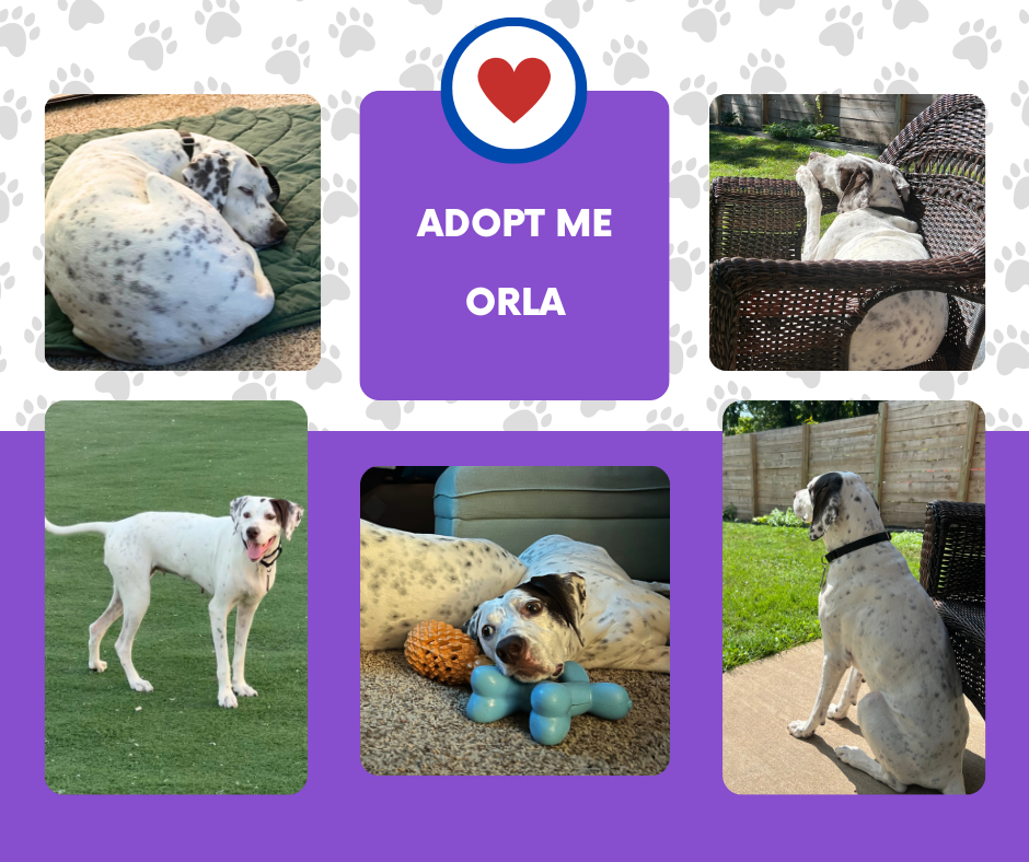 Orla in Missouri (8 y.o. Female) – Pointer Rescue Organization