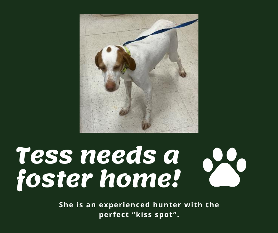 Needs Foster Tess in Georgia (4 y/o Female) – Pointer Rescue Organization