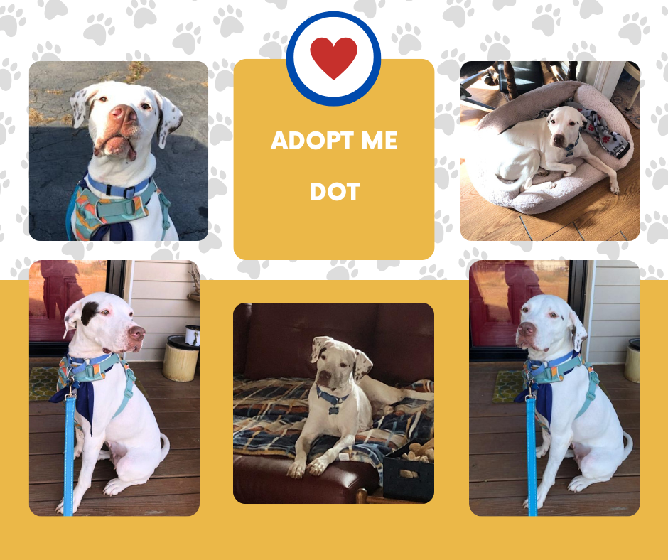 Dot in North Carolina (2 y.o. Female) – Pointer Rescue Organization