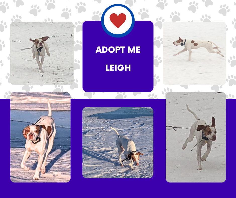 Leigh in Minnesota (1 y.o. Male) – Pointer Rescue Organization