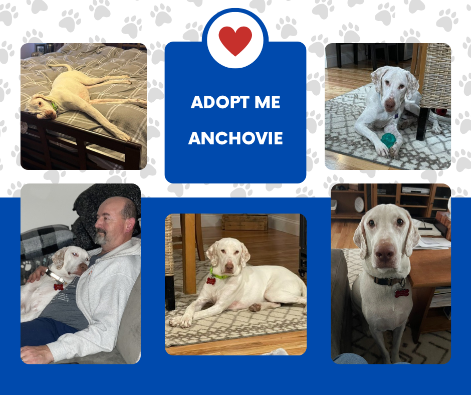 Anchovie in New Jersey (2 y.o. Male) – Pointer Rescue Organization