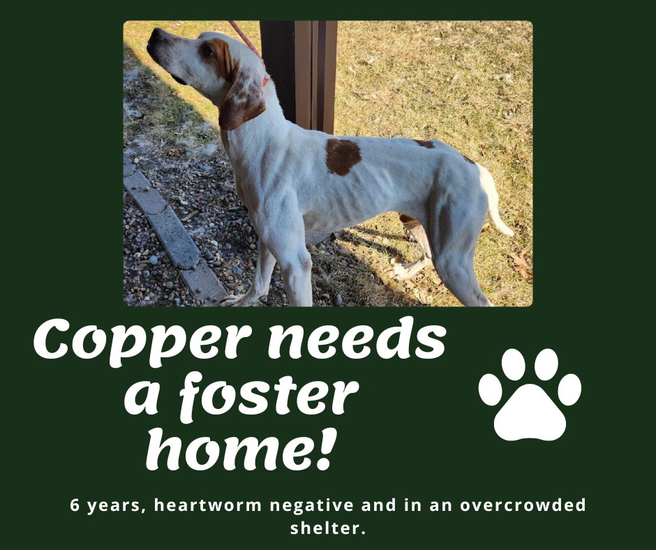 Needs Foster Copper in Iowa (6 y.o. Male) – Pointer Rescue Organization