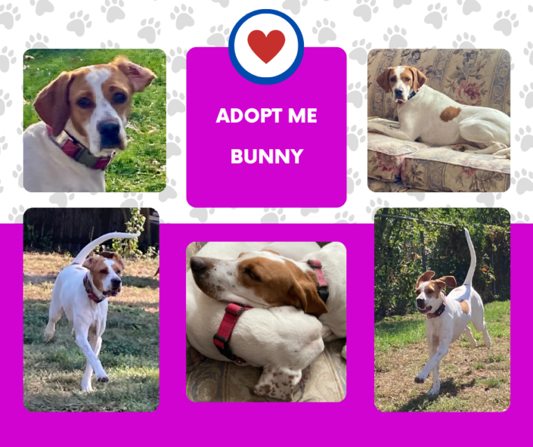 Bunny in Michigan (2 y.o. Female) – Pointer Rescue Organization
